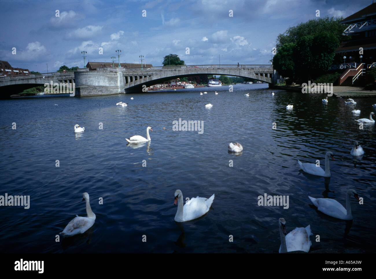 Swans On River Thames Berkshire England Stock Photo - Alamy