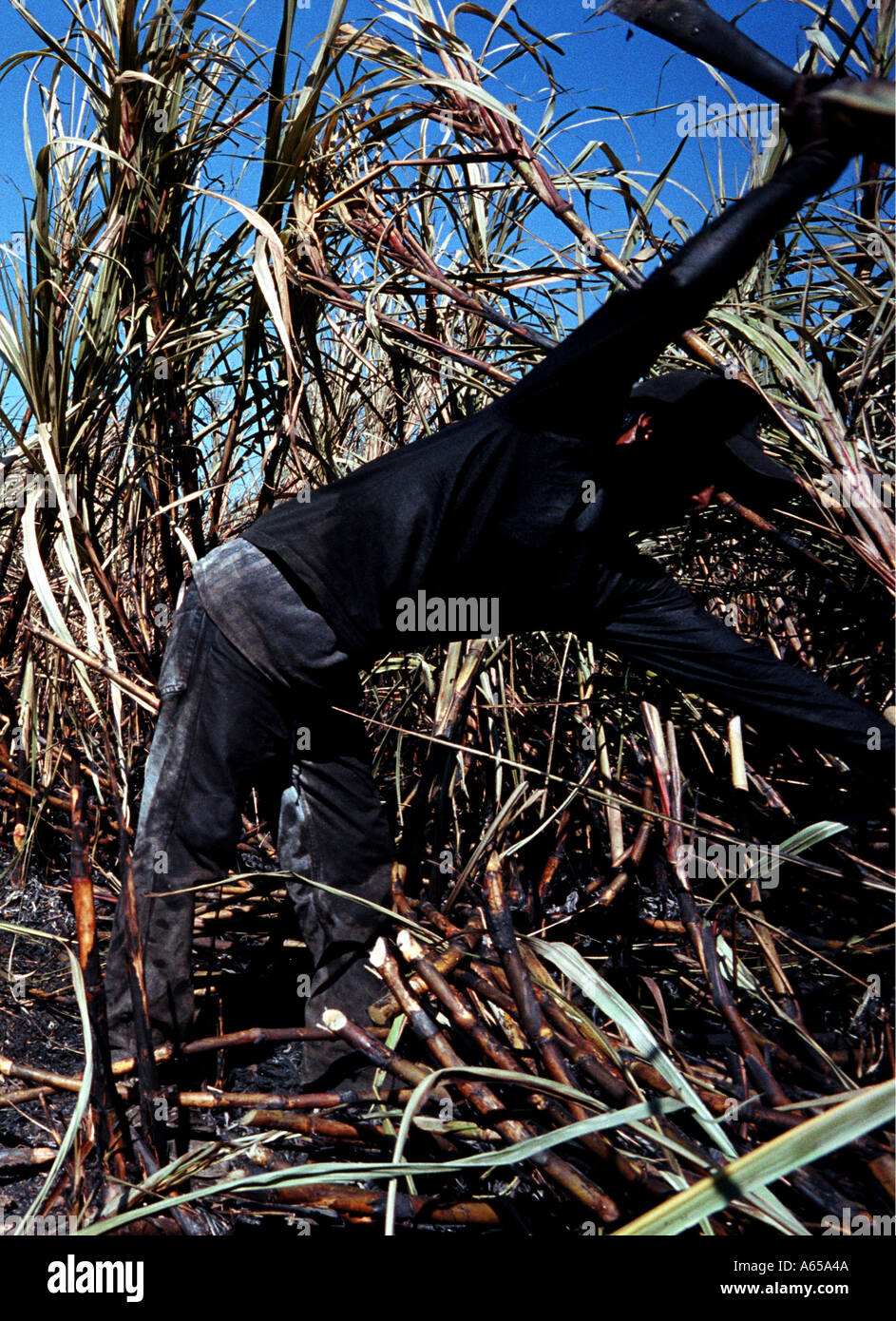 Sugarcane Cutter High Resolution Stock Photography and Images - Alamy