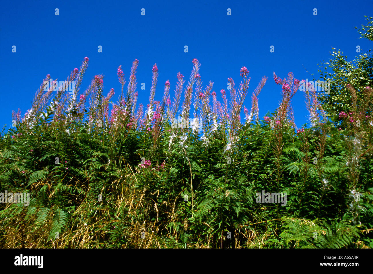 Exmoor hedgerow hi-res stock photography and images - Alamy