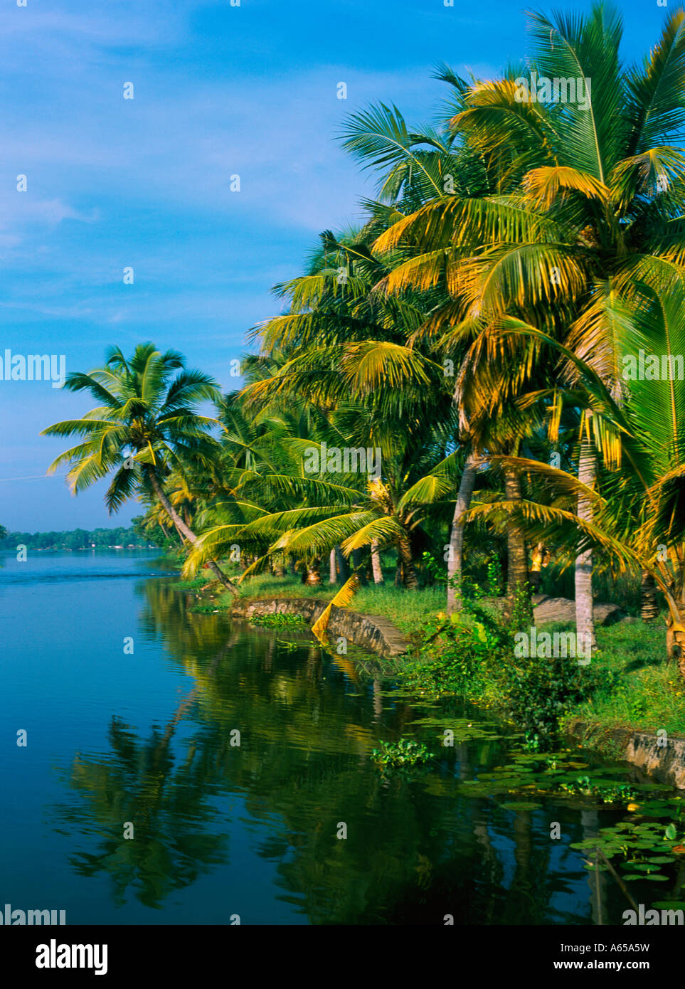Backwaters Kerala India Palm Trees Stock Photo - Alamy