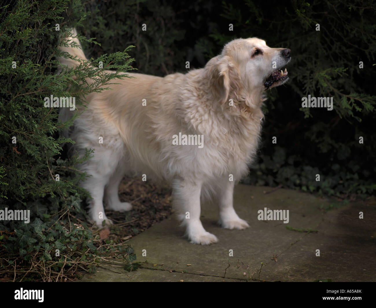 Barking animals hi-res stock photography and images - Alamy