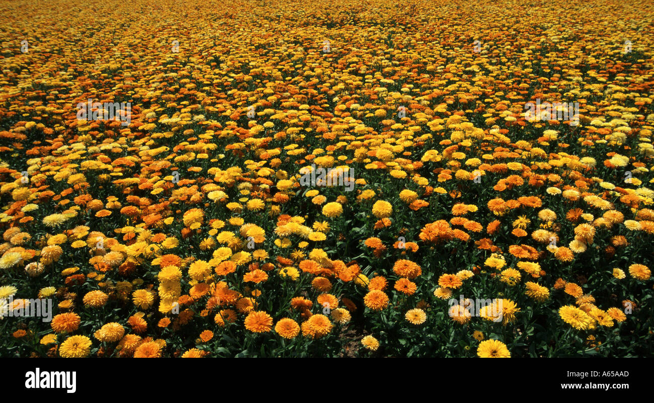 Field of Marigolds France Stock Photo - Alamy