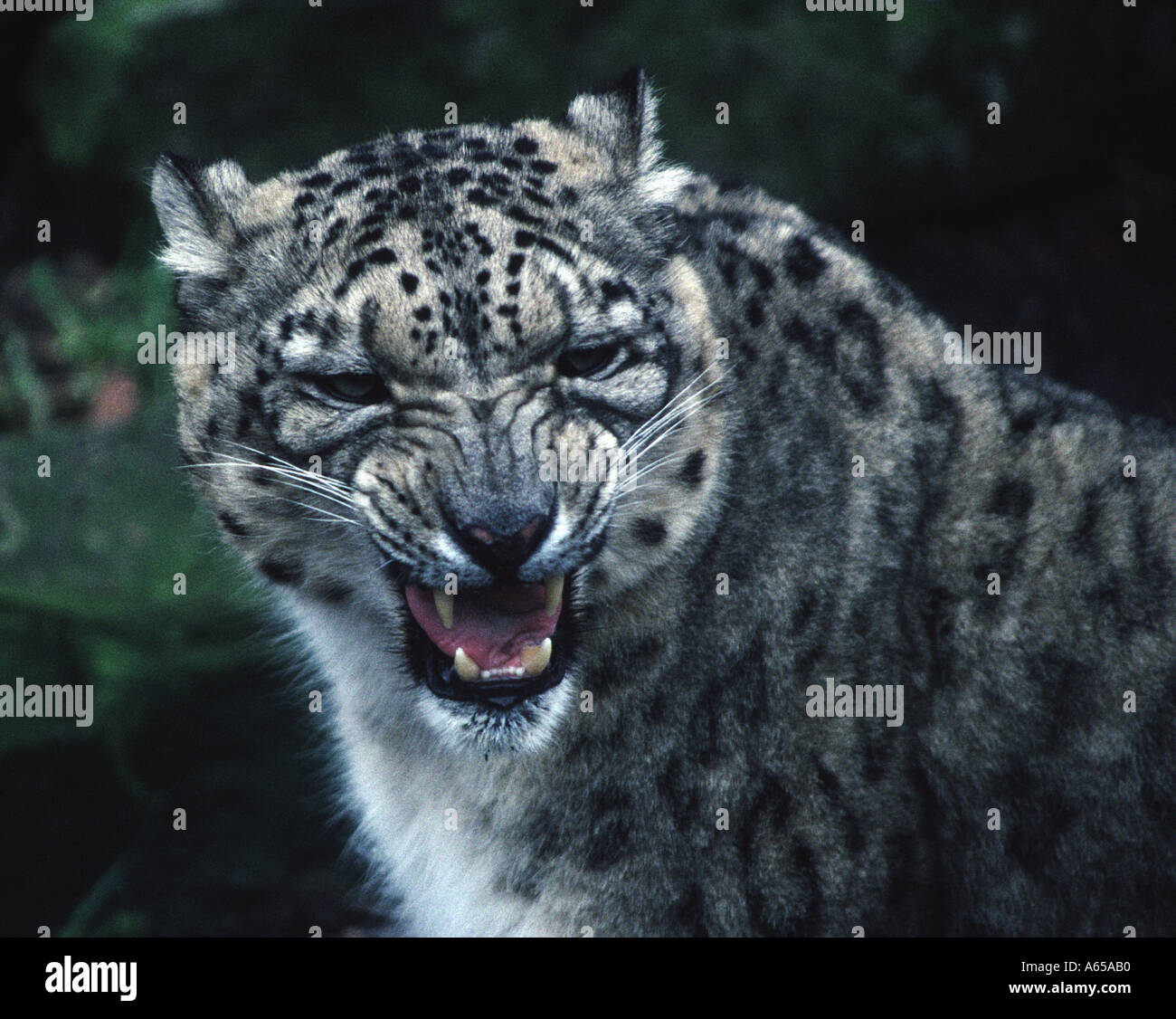 Snow leopard snarling hi-res stock photography and images - Alamy