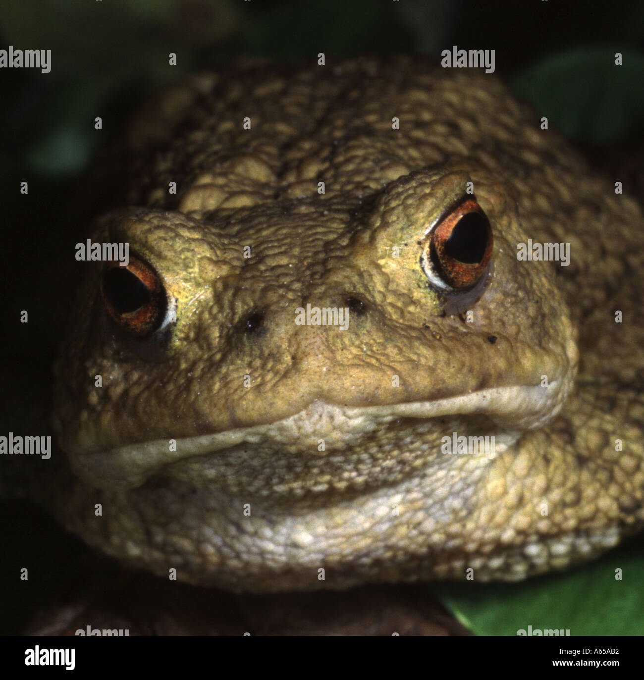Closeup of Common Toad Bufo bufo England Stock Photo - Alamy