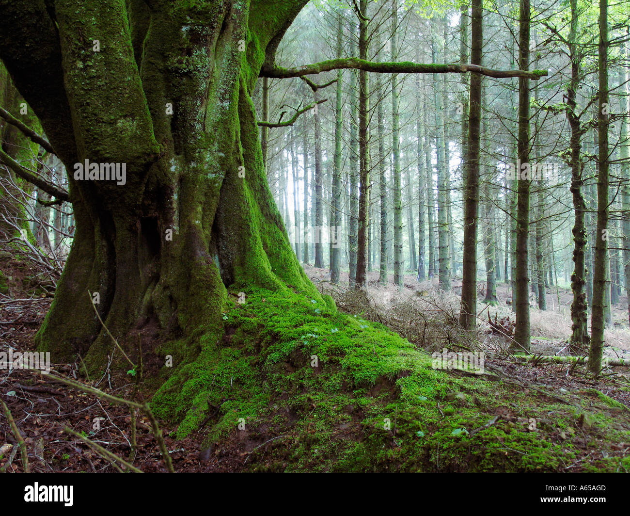 Old beech tree with conifers in Exmoor woodland, Devon, UK Stock Photo ...
