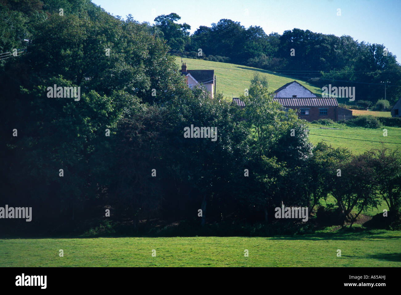 Hedgerow & Farm Lampeter Wales Stock Photo - Alamy