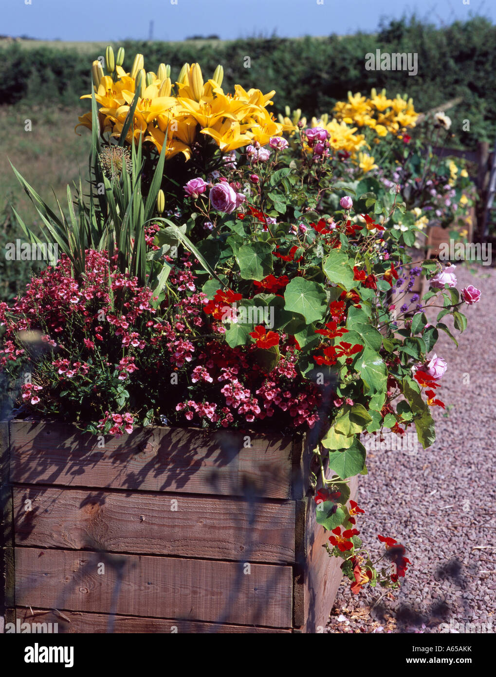 Pink begonia with red nasturtium and yellow lilies in box container ...