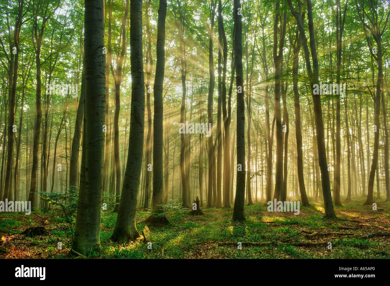 Erstes Licht im Wienerwald,Österreich (First light in the vienna woods ...