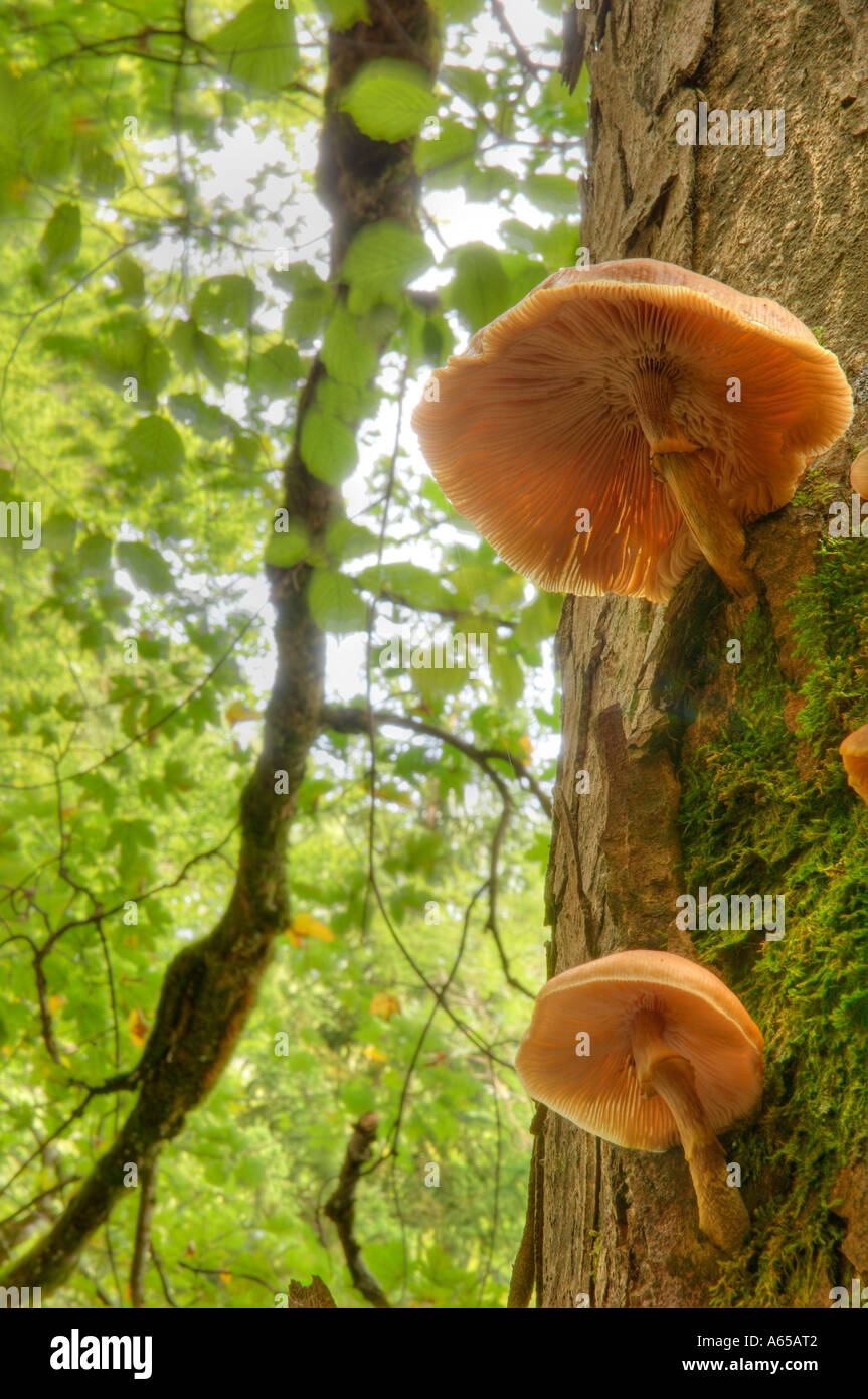 Frische Baumpilze auf einem Baum fresh treemushrooms on a tree herbert ...