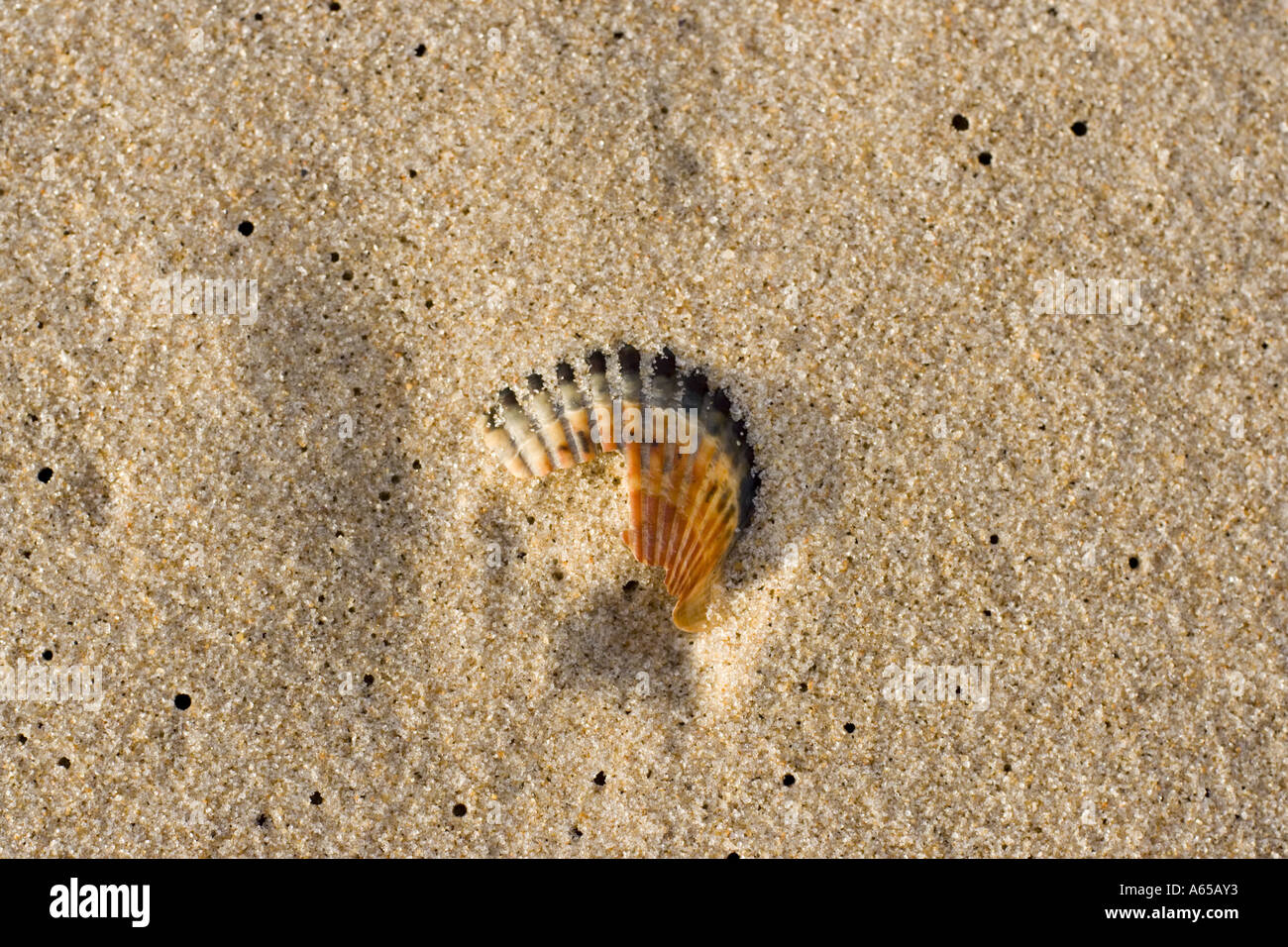 Shell on beach Stock Photo - Alamy