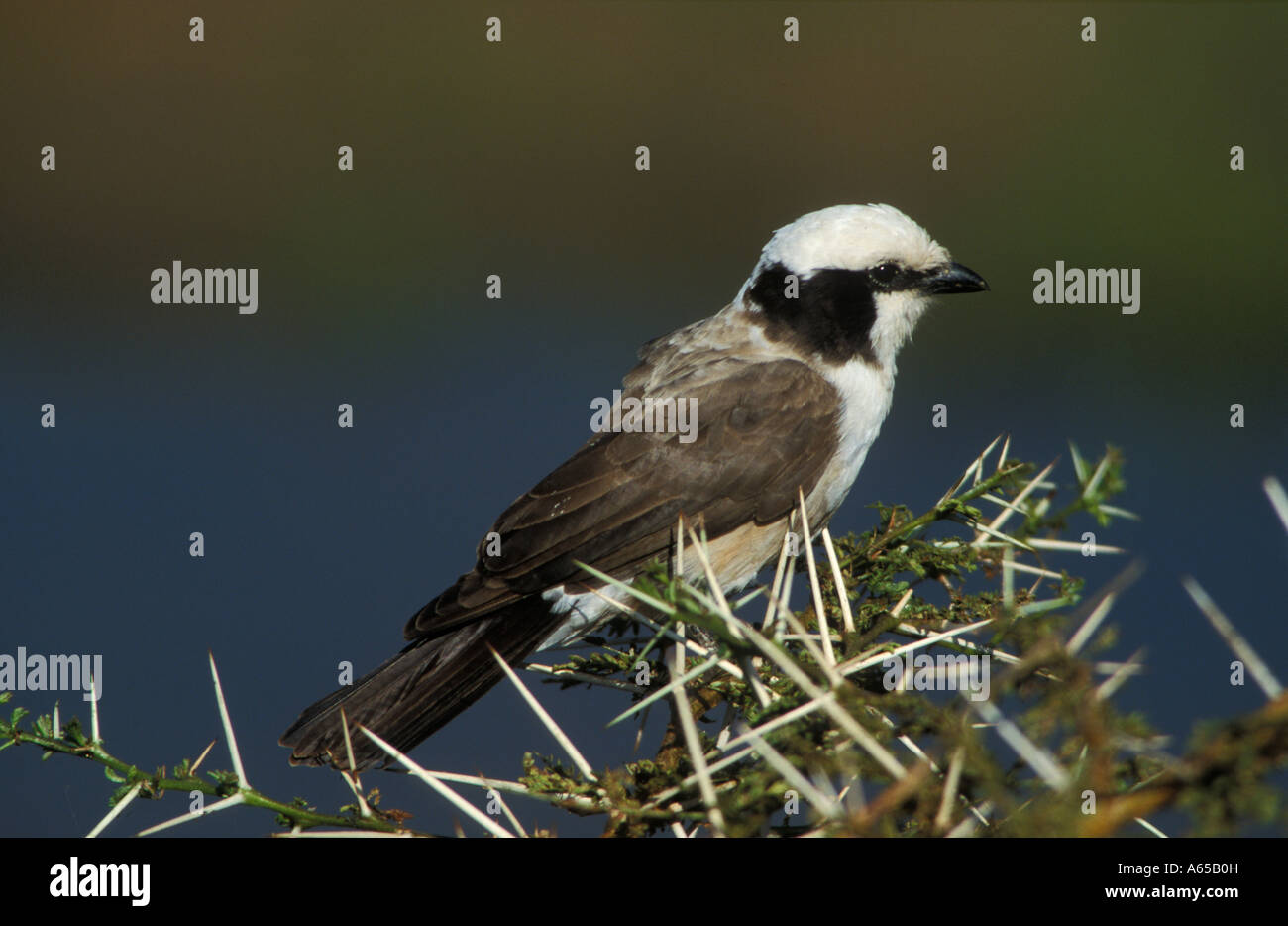 Northern white crowned shrike Eurocephalus rueppellii Tarangire ...
