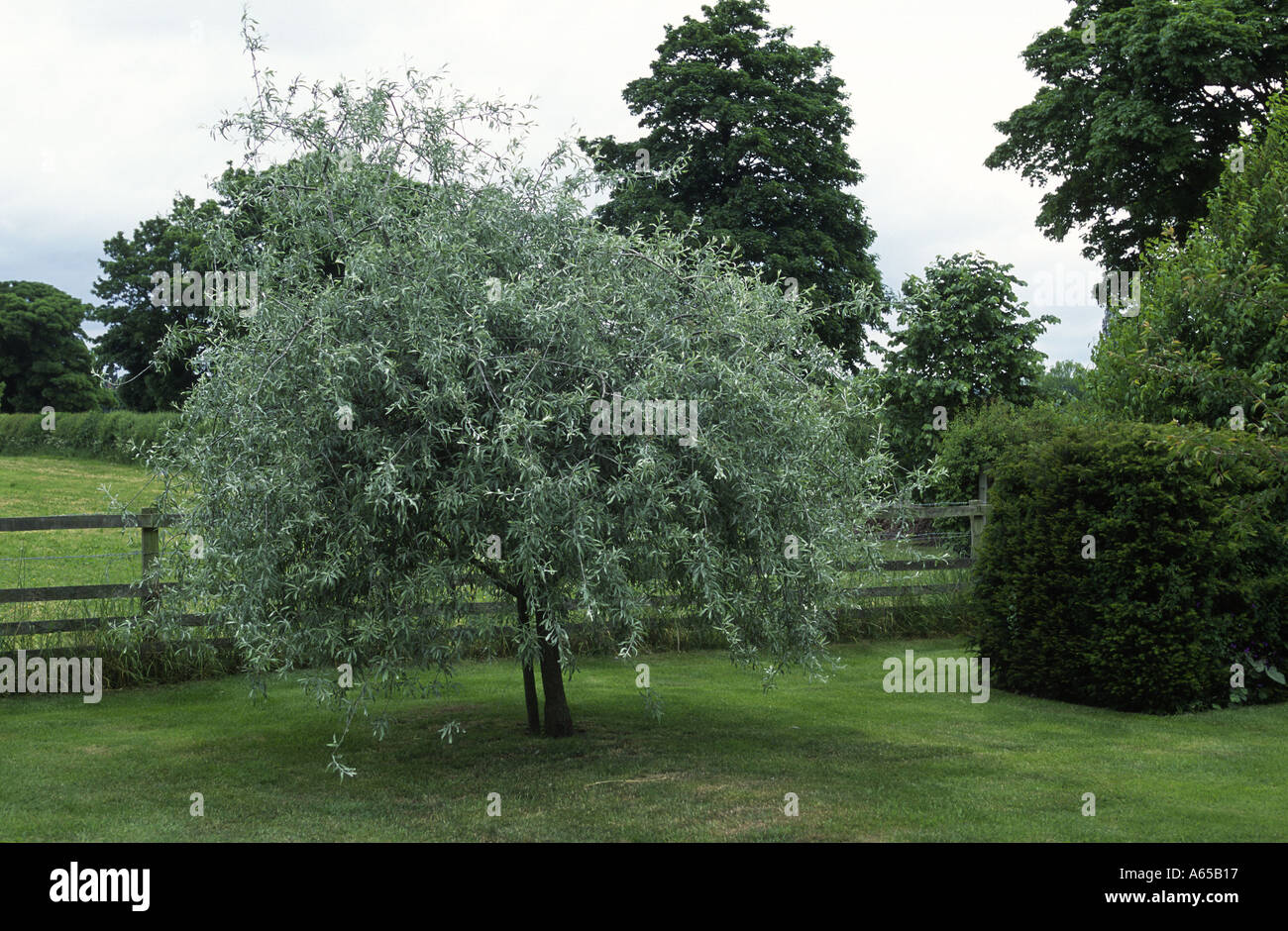 Pyrus salicifolia garden hi-res stock photography and images - Alamy
