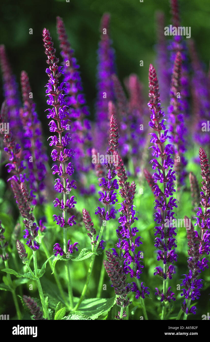 Salvia superba hi-res stock photography and images - Alamy