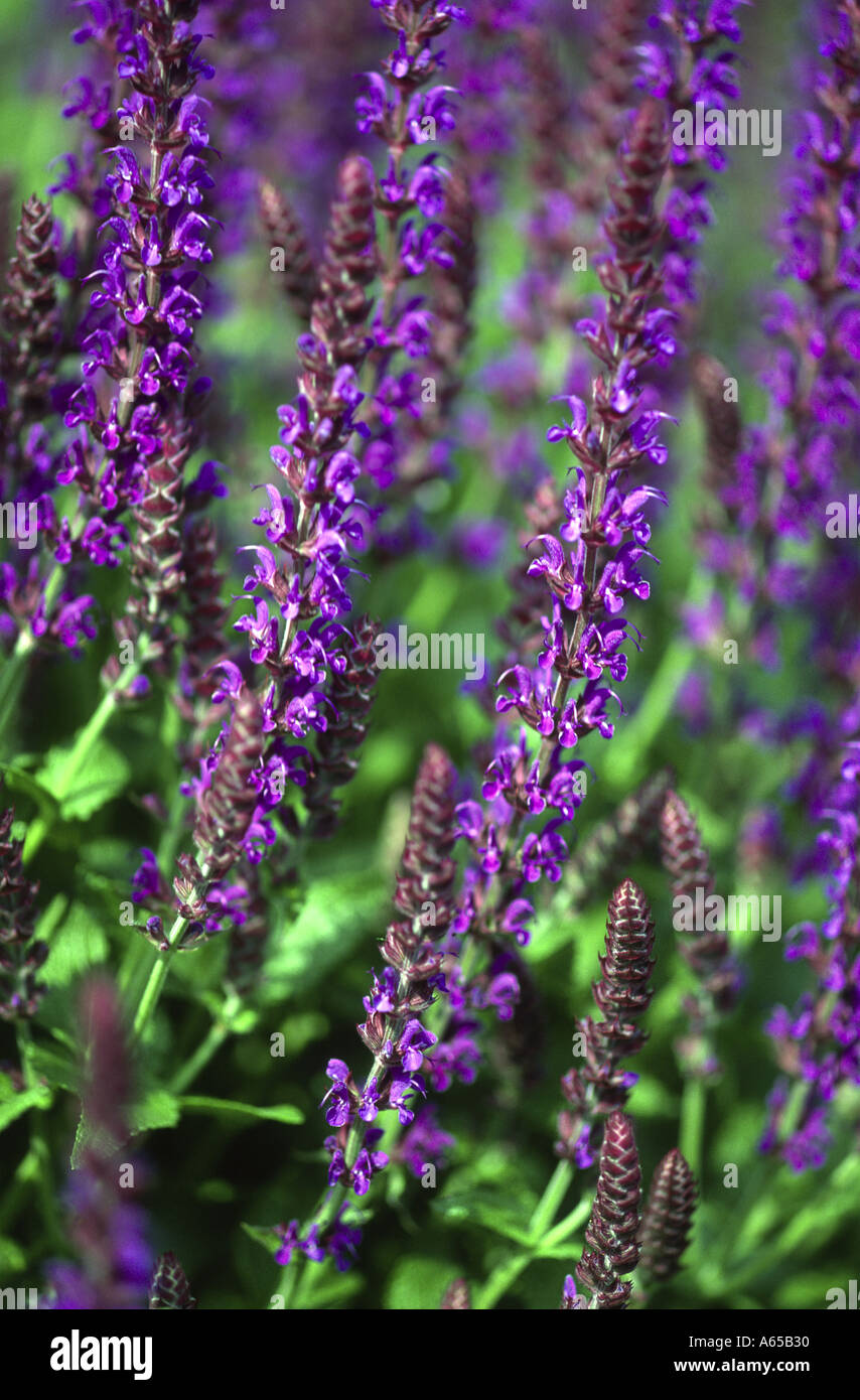 Salvia superba hi-res stock photography and images - Alamy