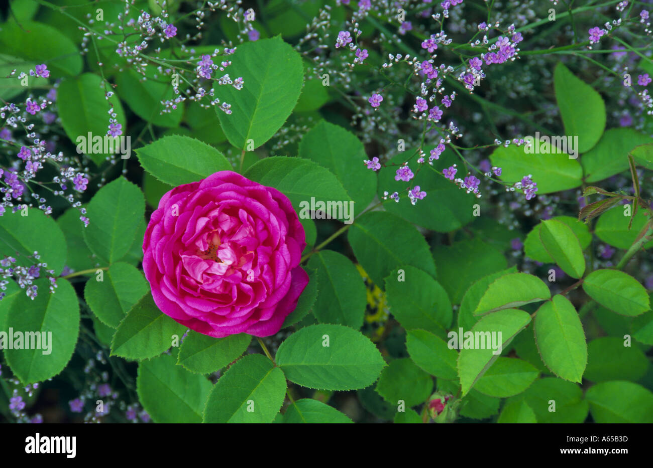 Pink rose in mixed border Stock Photo - Alamy