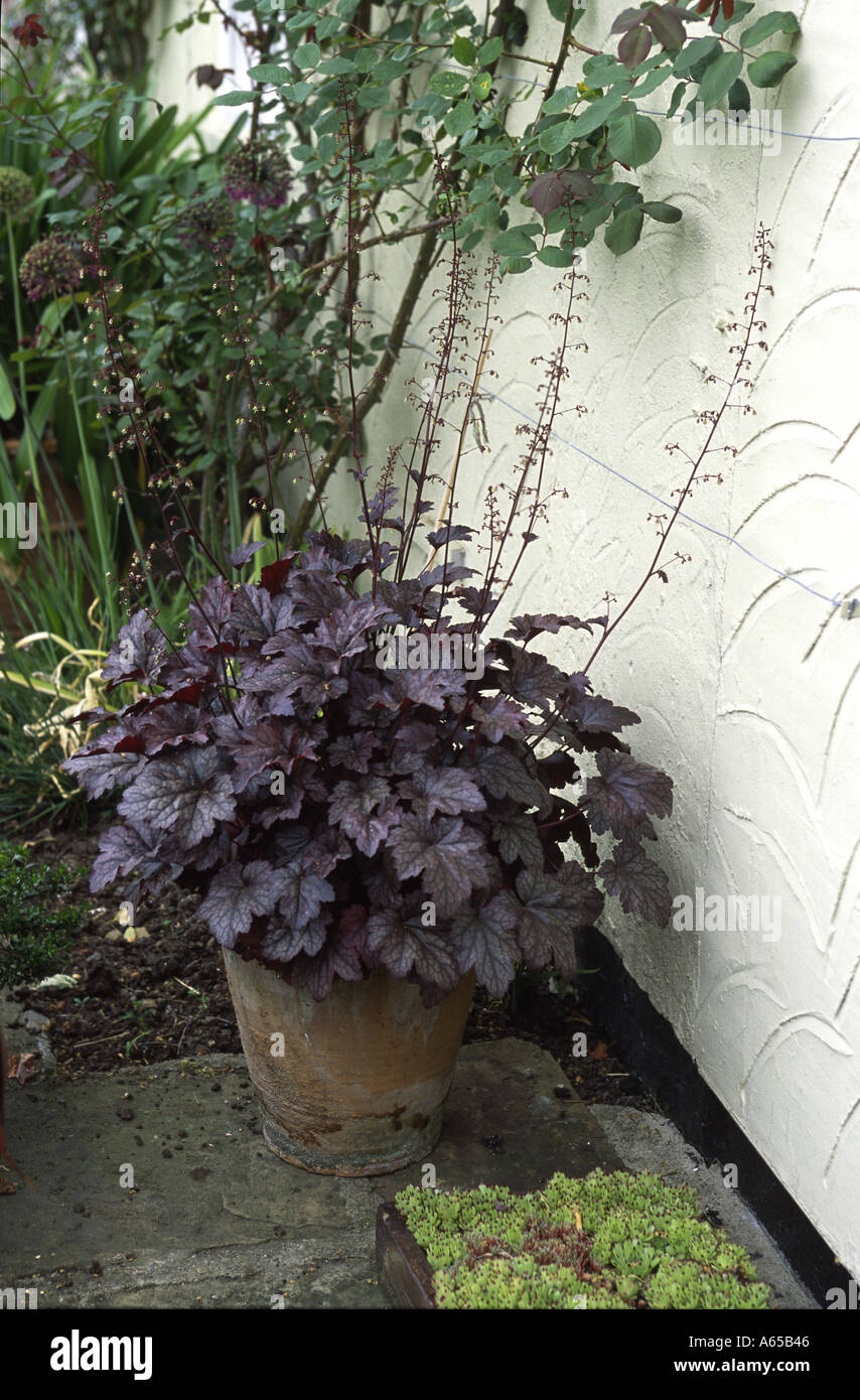 Heuchera Chocolate Ruffles Stock Photo - Alamy