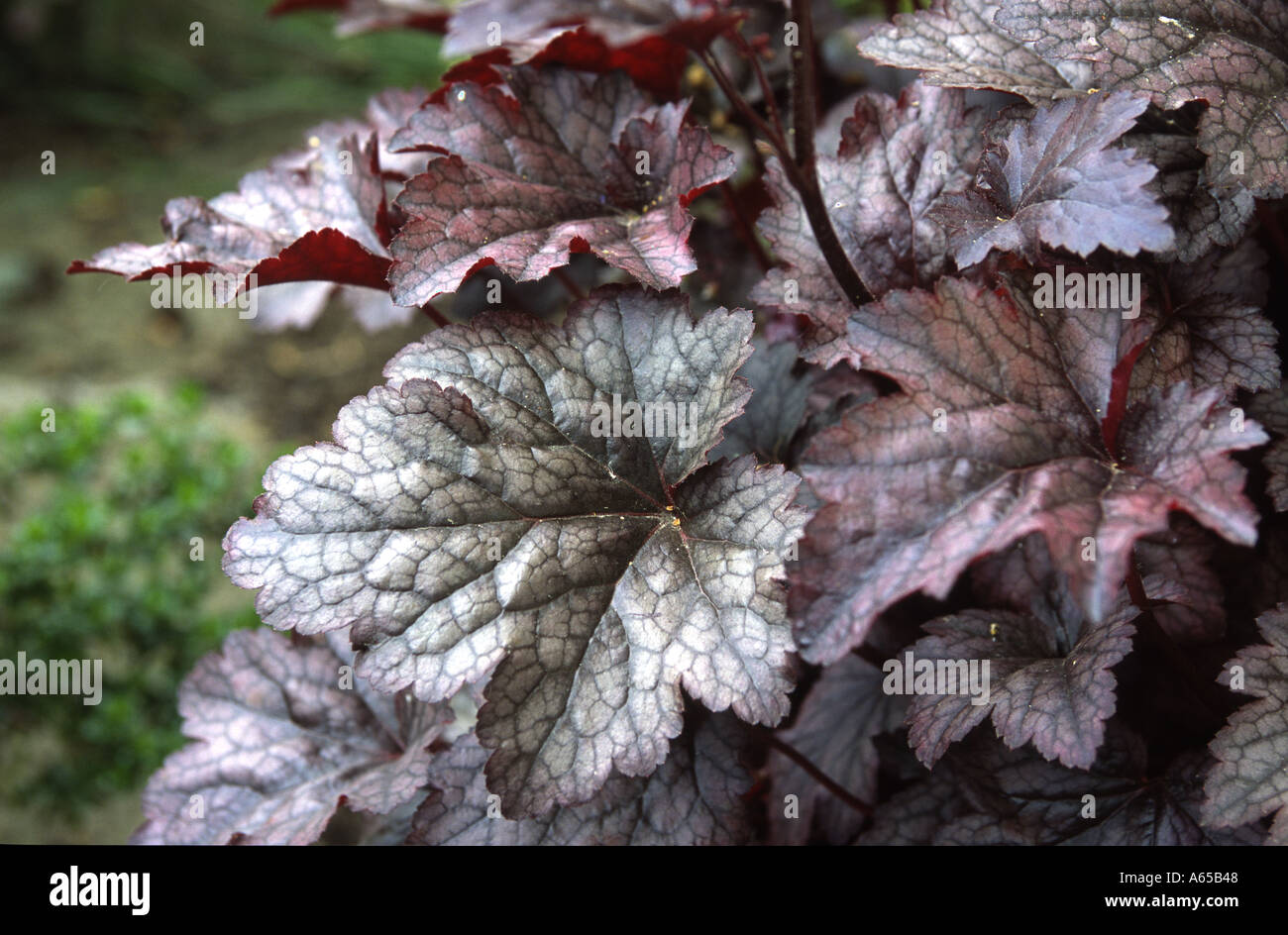 Heuchera Chocolate Ruffles Stock Photo - Alamy