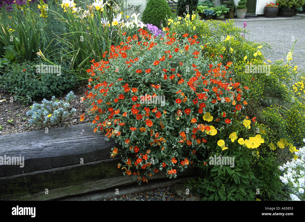 Firedragon hi-res stock photography and images - Alamy