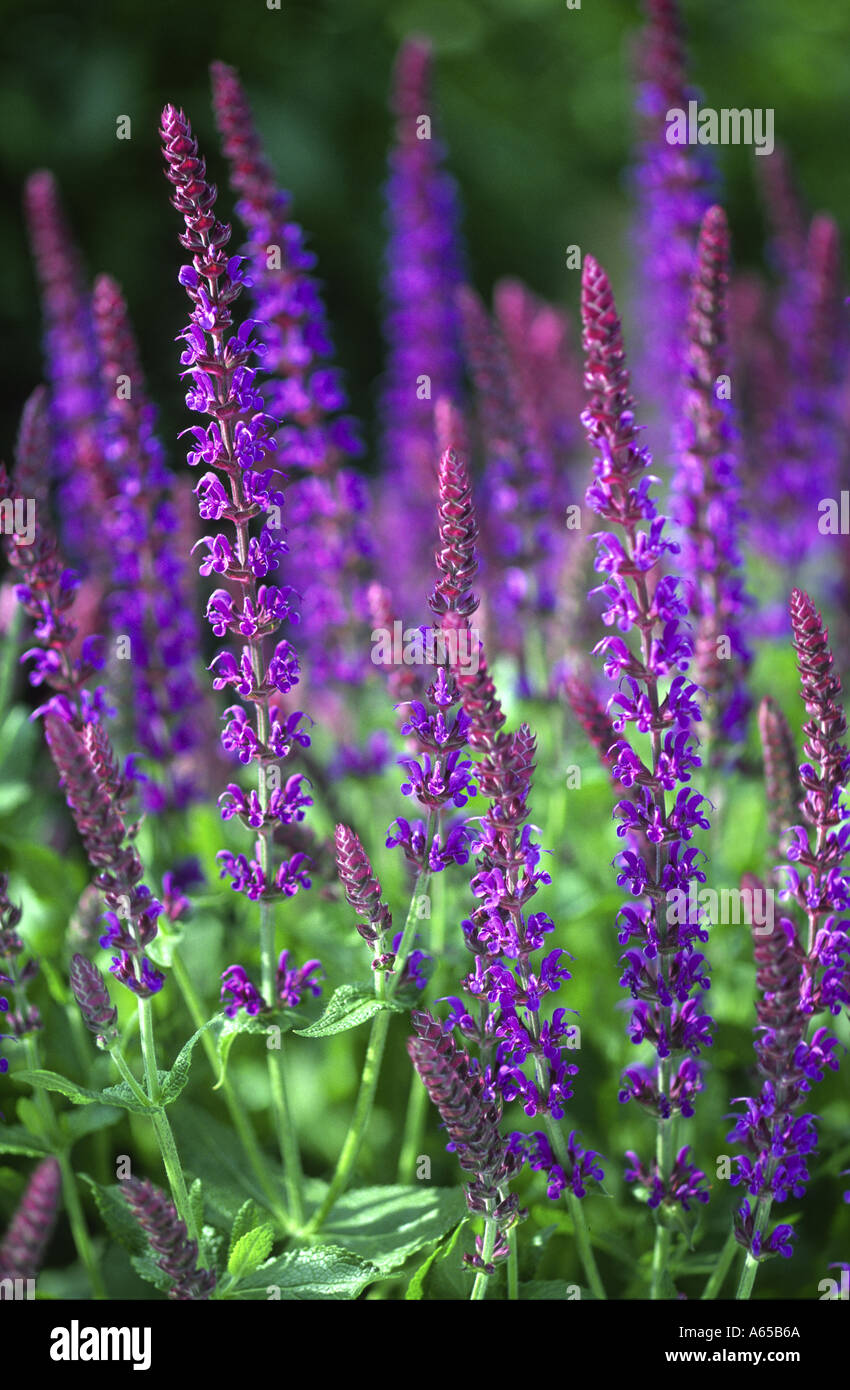 Salvia superba May Night Stock Photo - Alamy