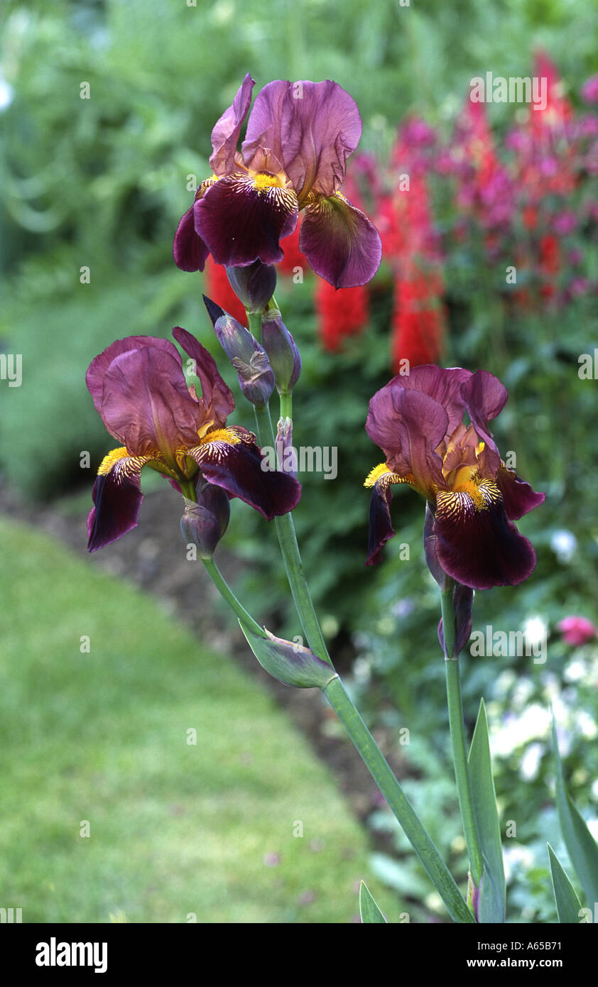 Bearded iris in a garden hi-res stock photography and images - Alamy