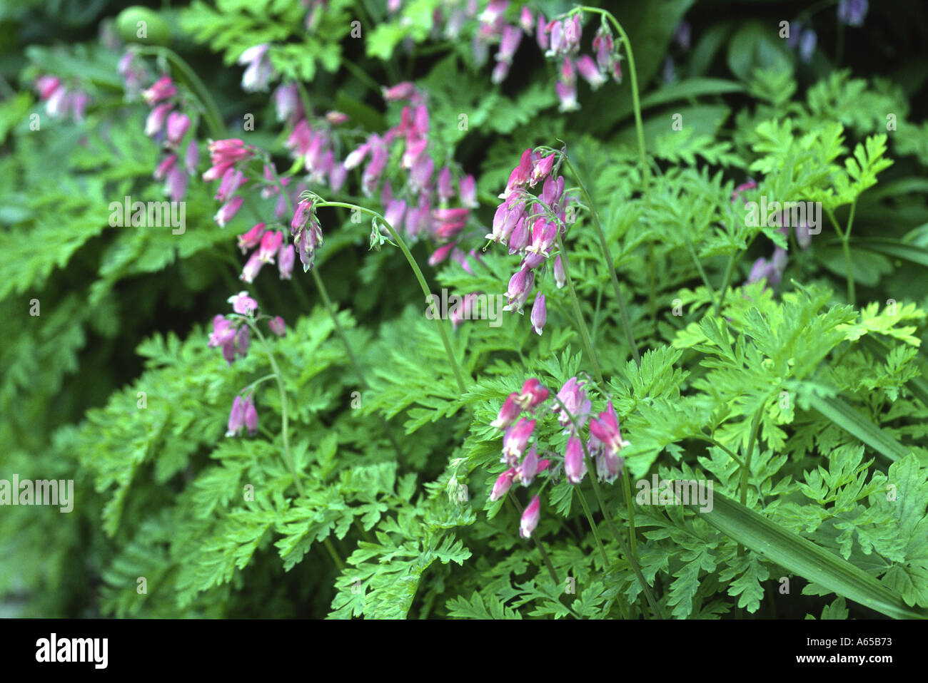 Adrian bloom hi-res stock photography and images - Alamy