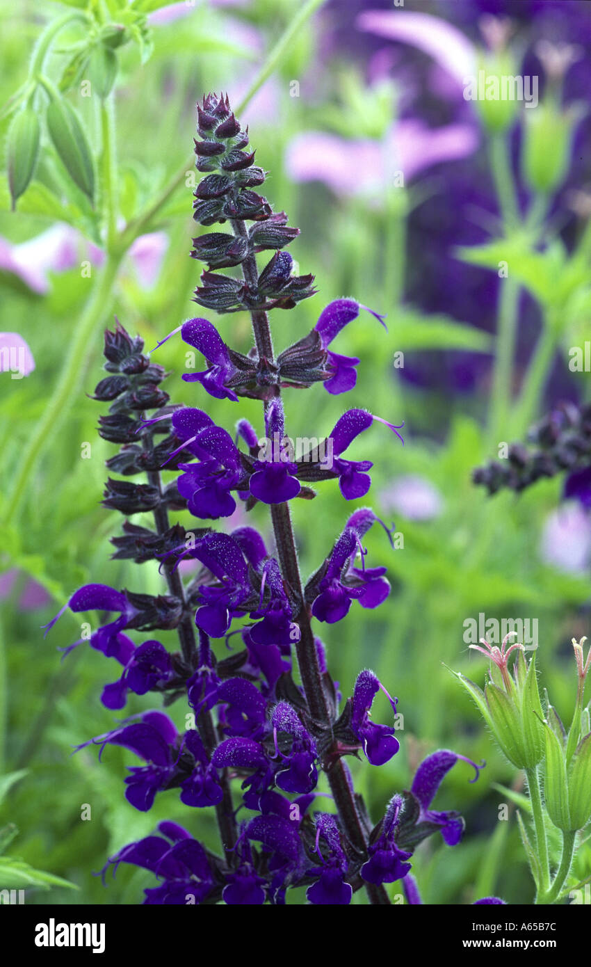 Salvia superba hi-res stock photography and images - Alamy