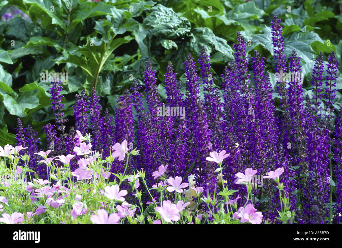 Salvia superba hi-res stock photography and images - Alamy