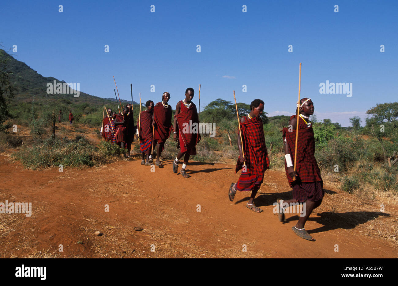 Maasai warriors approaching the manyatta Longido Tanzania Stock Photo ...