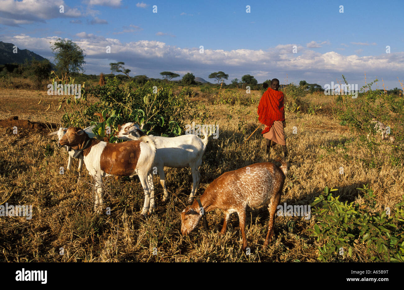 Maasai boy herding goats Longido Tanzania Stock Photo - Alamy