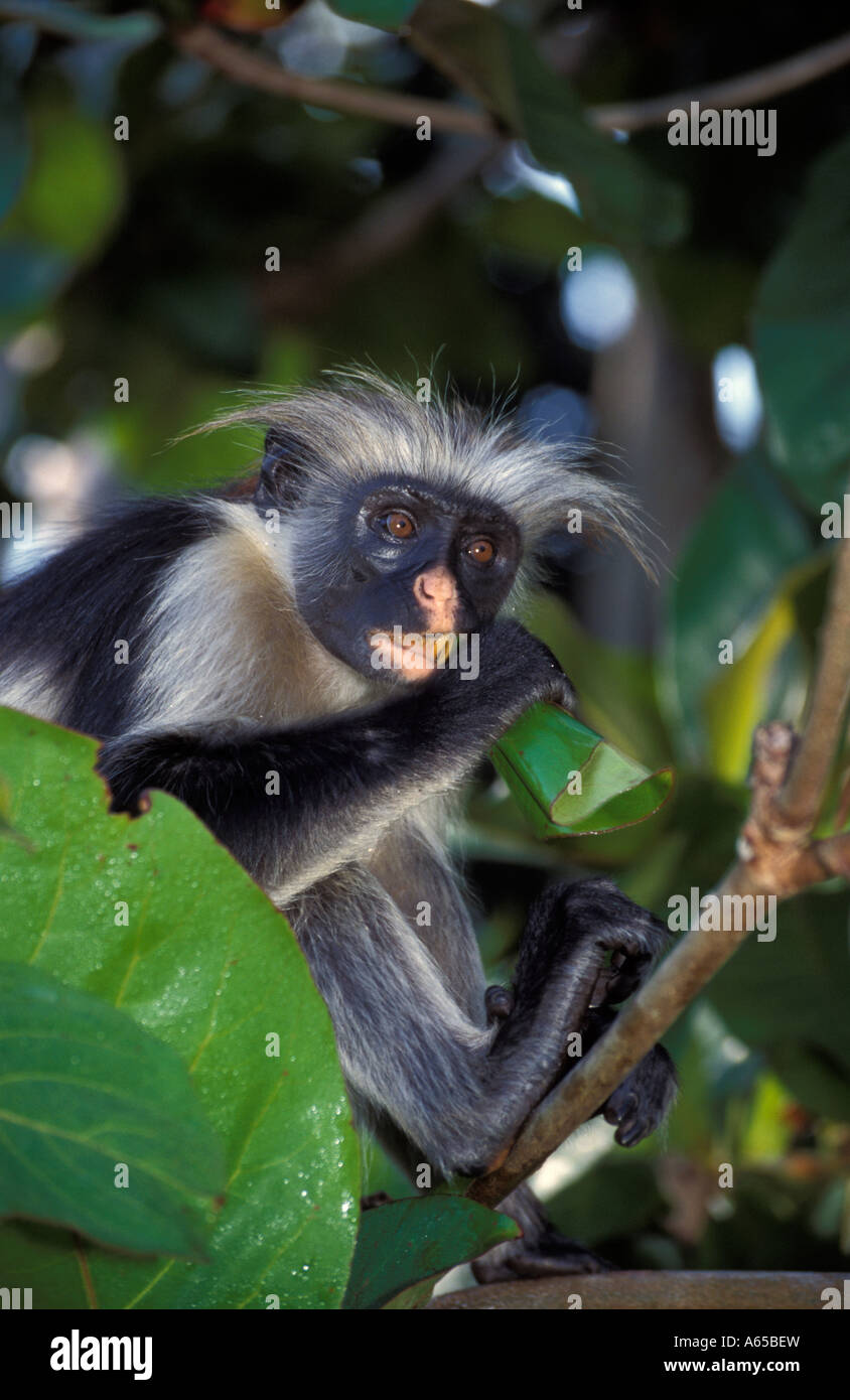 S red colobus hi-res stock photography and images - Alamy