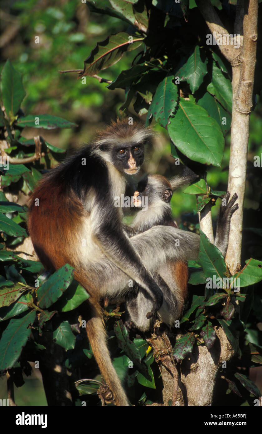 S red colobus High Resolution Stock Photography and Images - Alamy