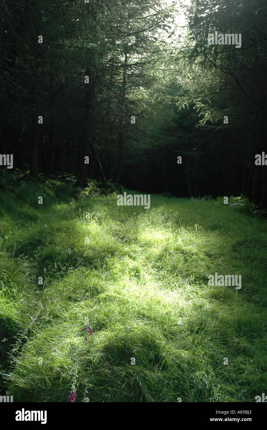 Summer afternoon shady trees hi-res stock photography and images - Alamy