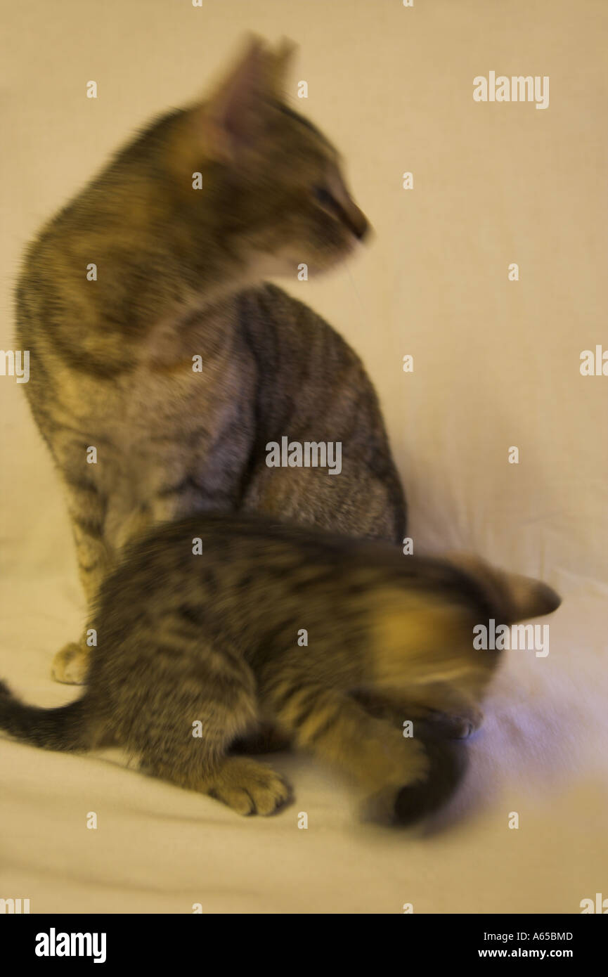 Adult Tabby Cat with her Playful Tabby Kitten Stock Photo - Alamy