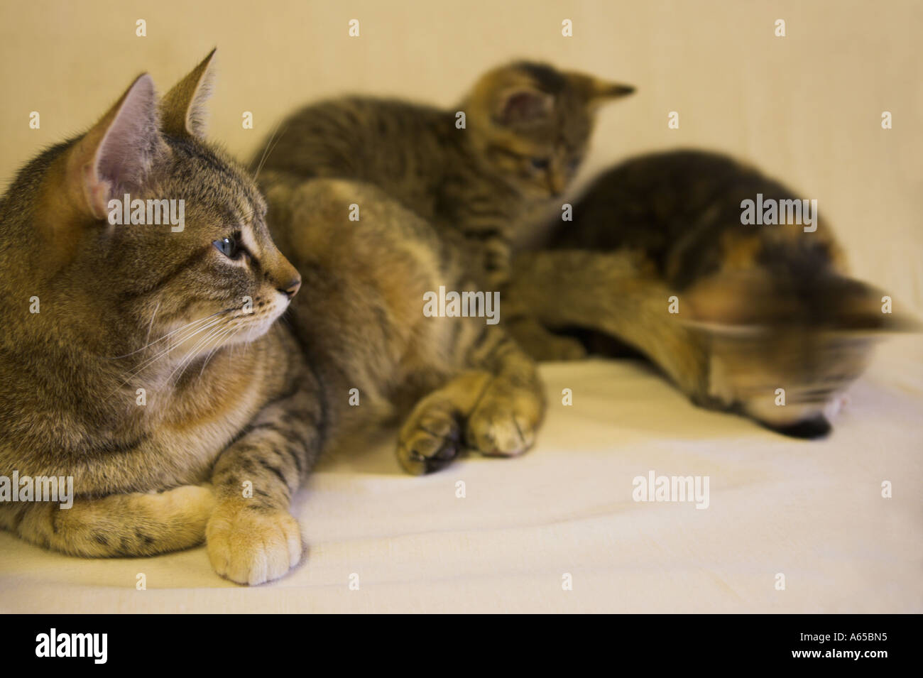 Adult Tabby Cat with her Kittens Stock Photo - Alamy