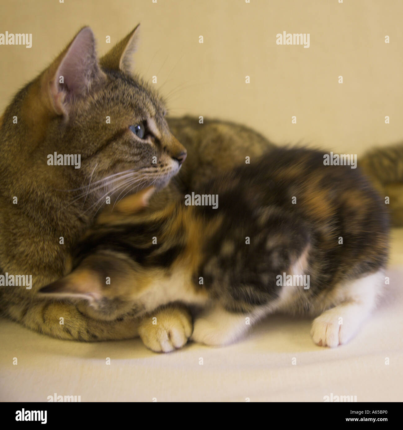 Tabby Cat and her Tortoiseshell Kitten Stock Photo - Alamy