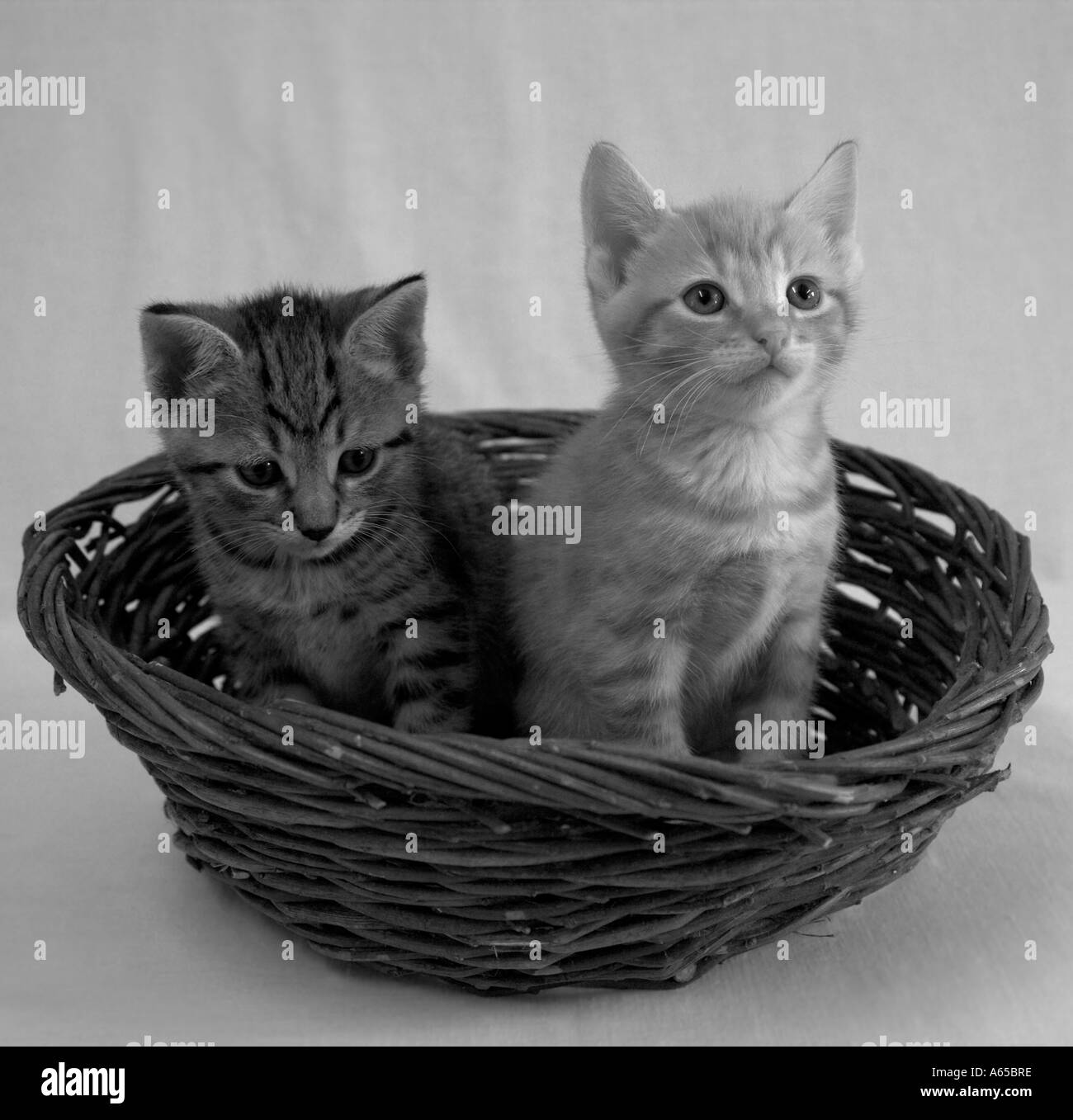 Basket of kittens Black and White Stock Photos & Images - Alamy
