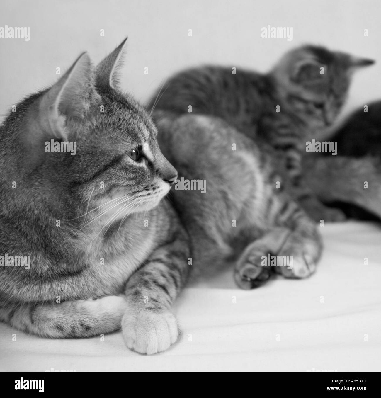 Adult Tabby Cat with her Kitten Stock Photo - Alamy