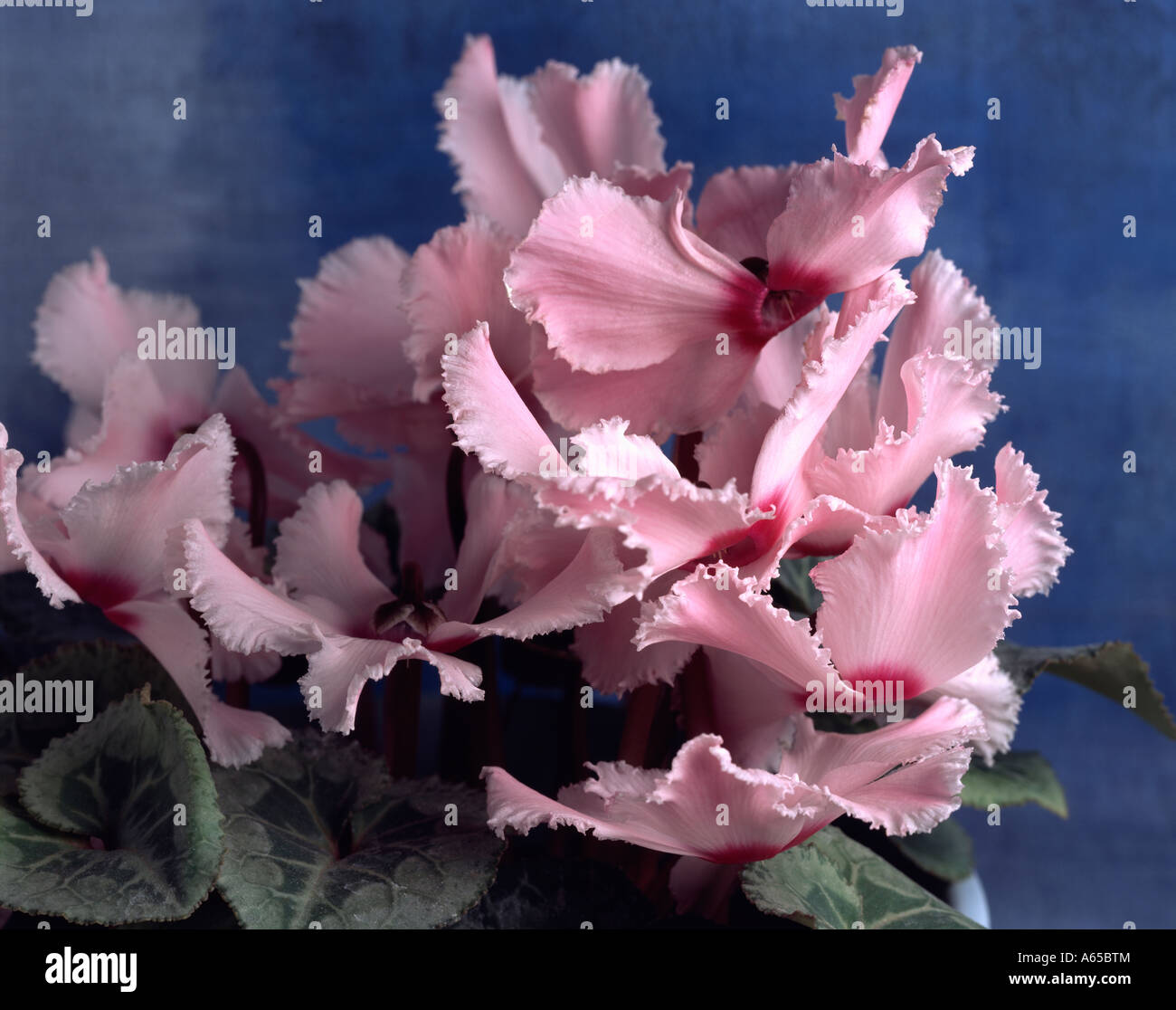 Pale pink cyclamen hi-res stock photography and images - Alamy