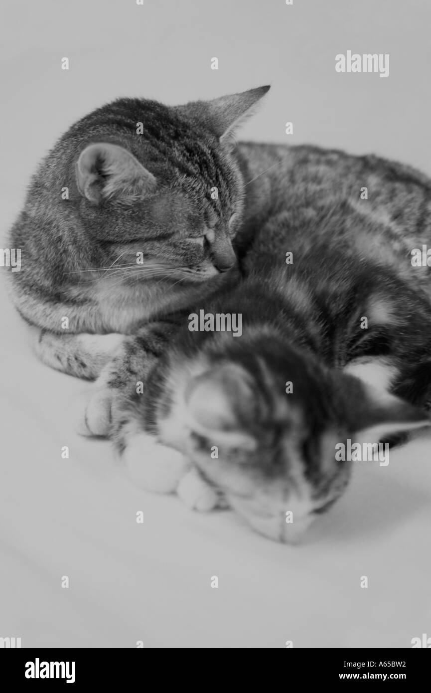 Kitten closed eyes Black and White Stock Photos & Images - Alamy