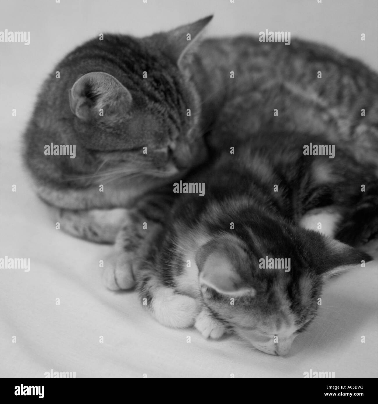 Kitten closed eyes Black and White Stock Photos & Images - Alamy