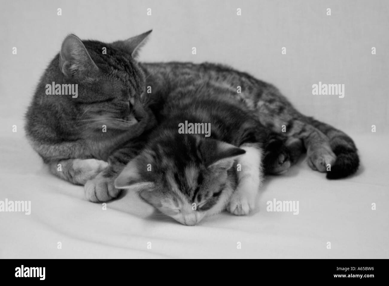 Kitten closed eyes Black and White Stock Photos & Images - Alamy