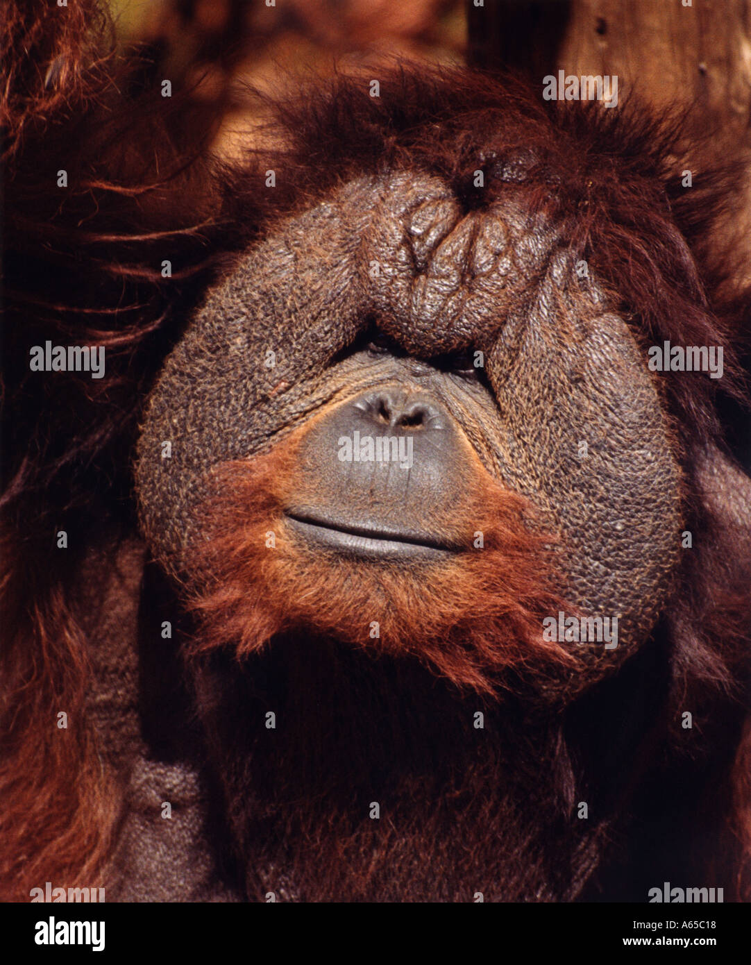 Orangutan face male old hi-res stock photography and images - Alamy