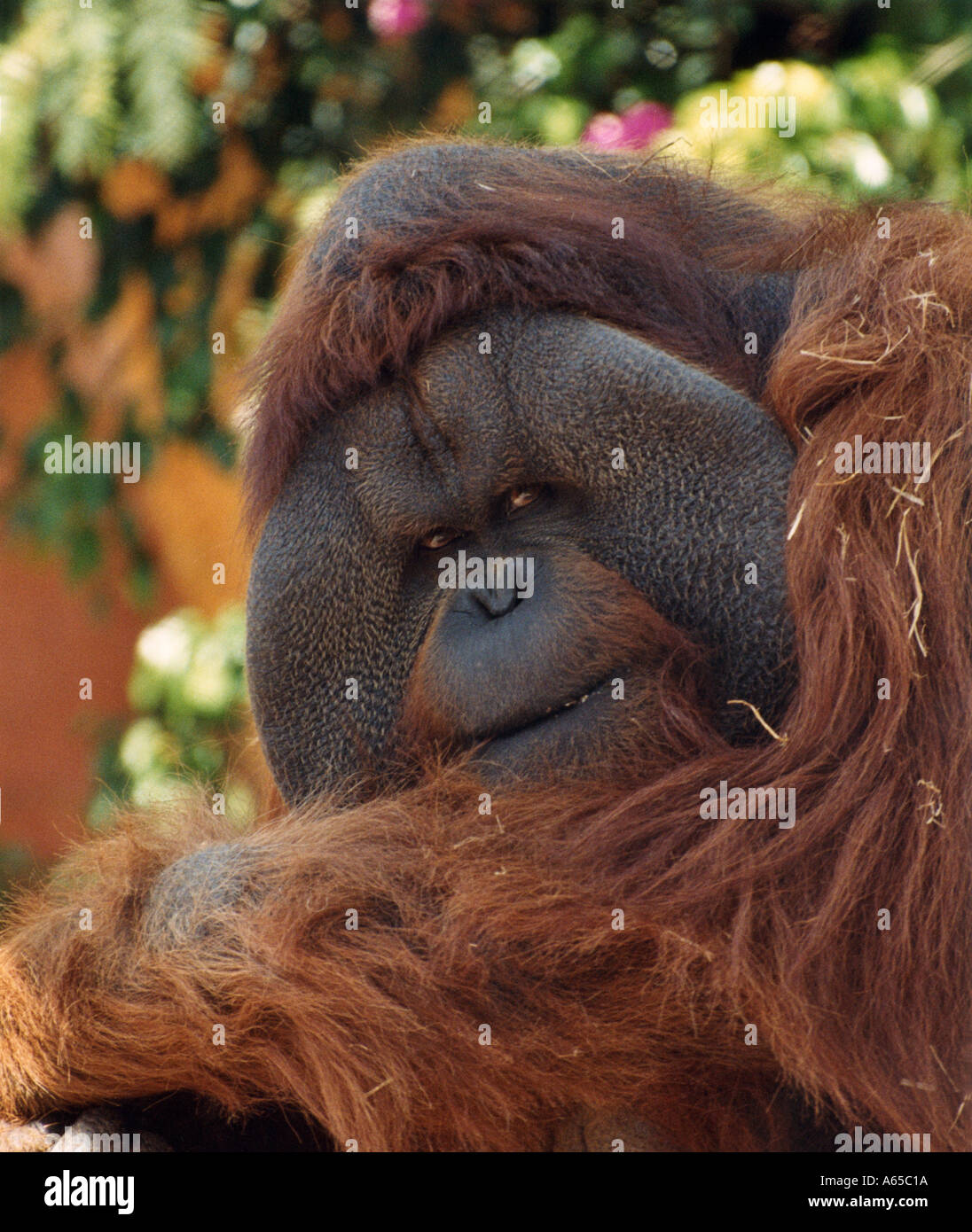 Female Bornean Orangutan, Pongo pygmaeus Stock Photo - Alamy