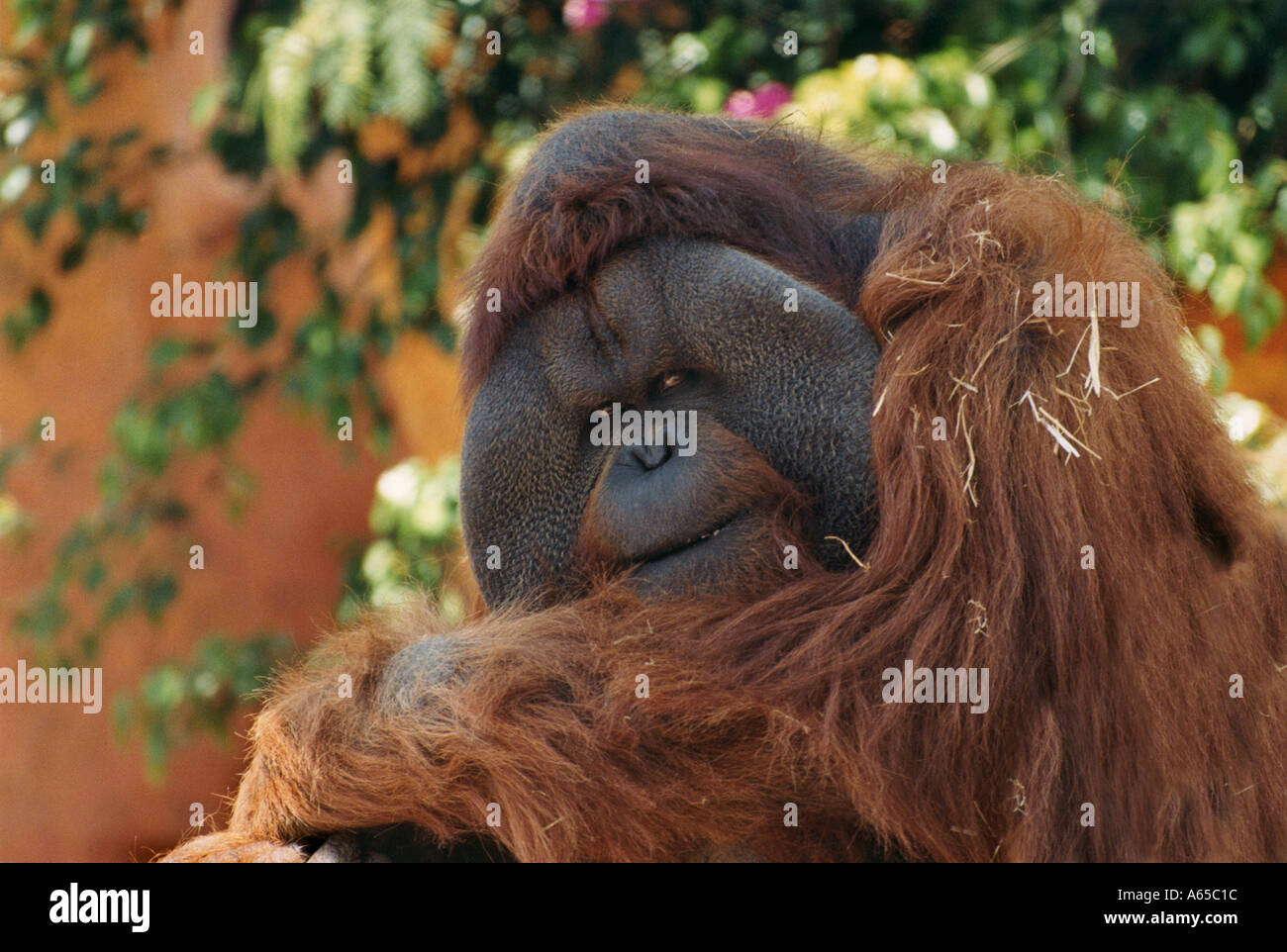 Female Bornean Orangutan, Pongo pygmaeus Stock Photo - Alamy