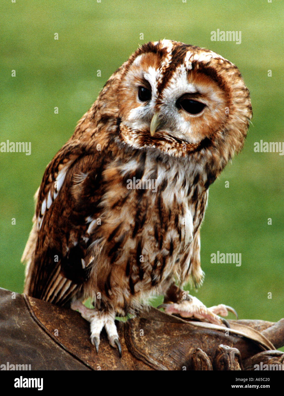 Tawny Owl, Strix aluco Stock Photo - Alamy