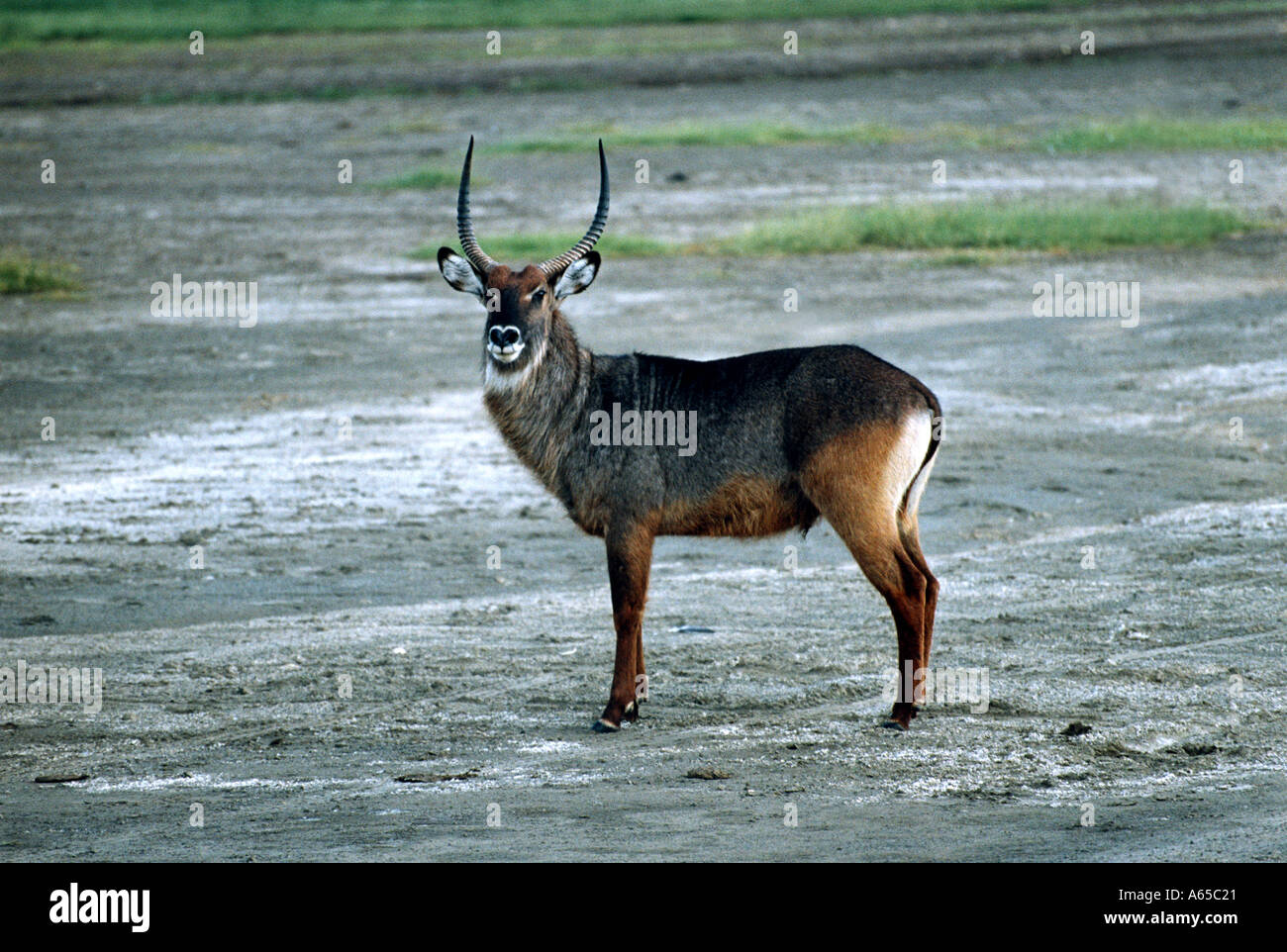Common Waterbuck, Kobus ellipsiprymnus Stock Photo - Alamy
