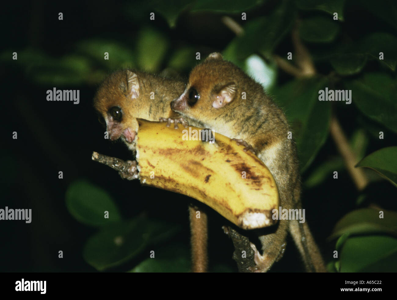 Brown mouse lemur Microcebus rufus Ranomafana National Park Madagascar ...