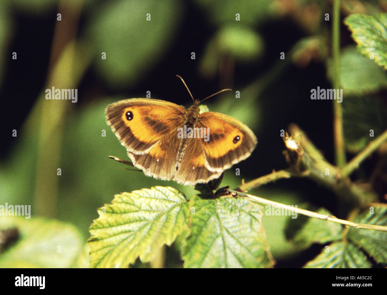 Gatekeeper male Pyronia tithonus Stock Photo - Alamy