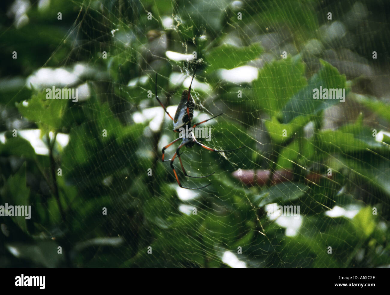Golden orb web spider Nephila madagascariensis Fort Dauphin Madagascar ...
