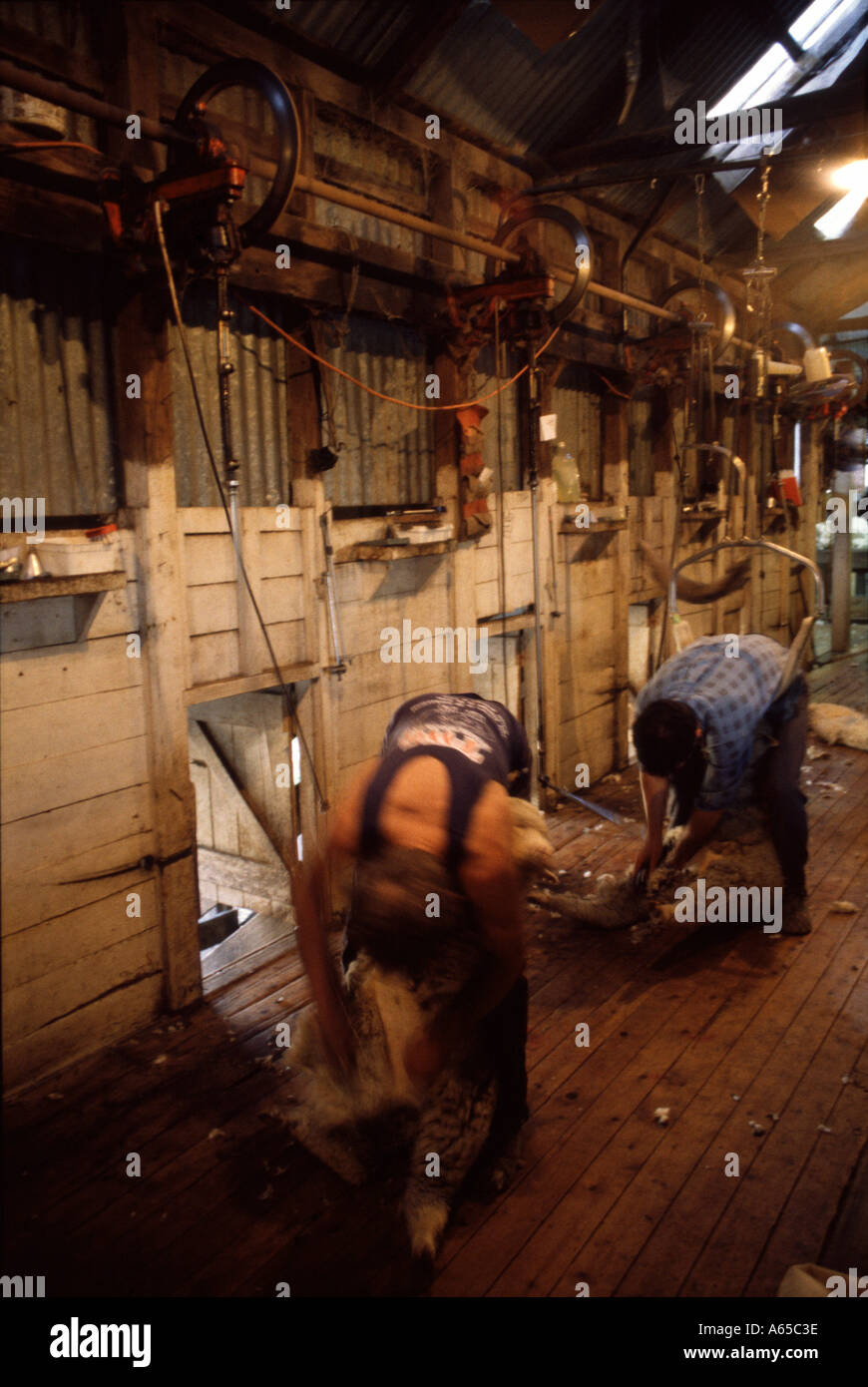 Sheep shearing australia hi-res stock photography and images - Alamy
